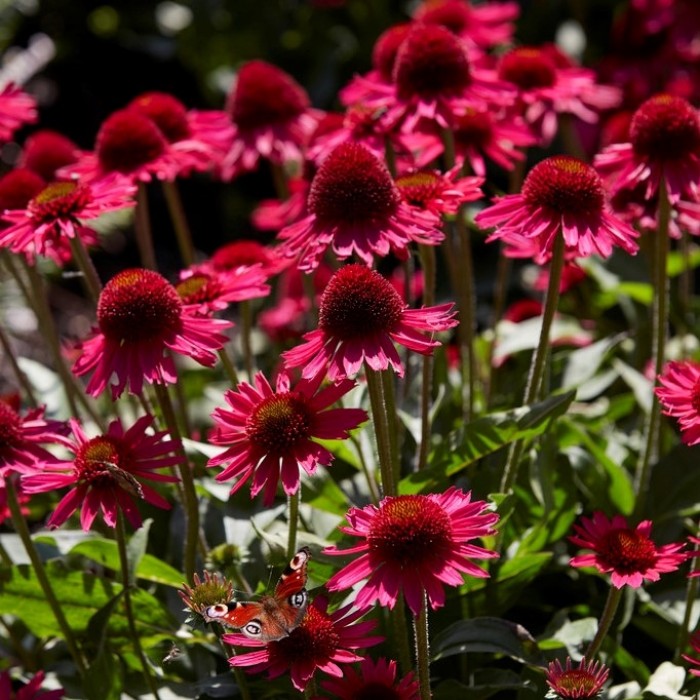 Echinacea purpurea Delicious Candy - Double Cone Flower Plants