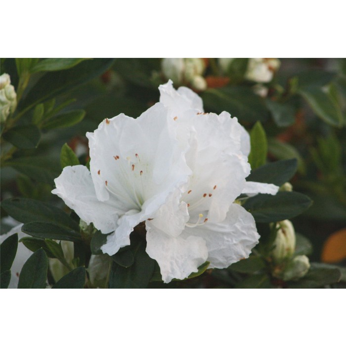 Azalea japonica Pleasant White - Pack of THREE Plants