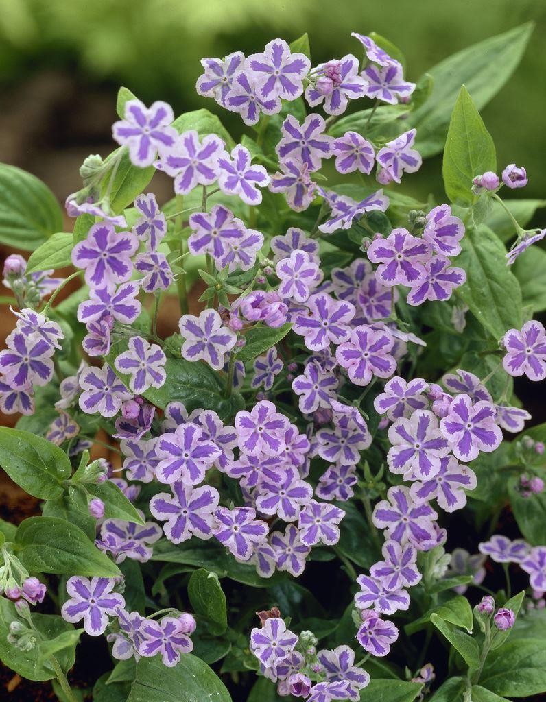 Omphalodes cappadocica Starry Eyes - Navelwort