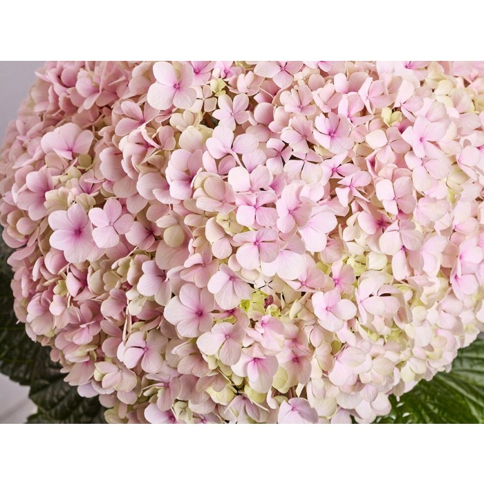Giant Flowered Hydrangea Avant Garde - Worlds Largest Hydrangea
