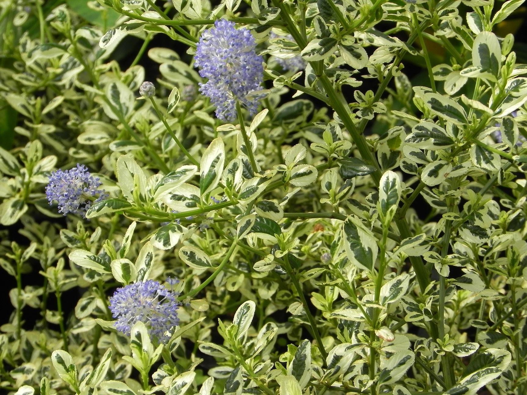 Ceanothus impressus Cool Blue - Hardy Variegated Victoria Ceanothus ...
