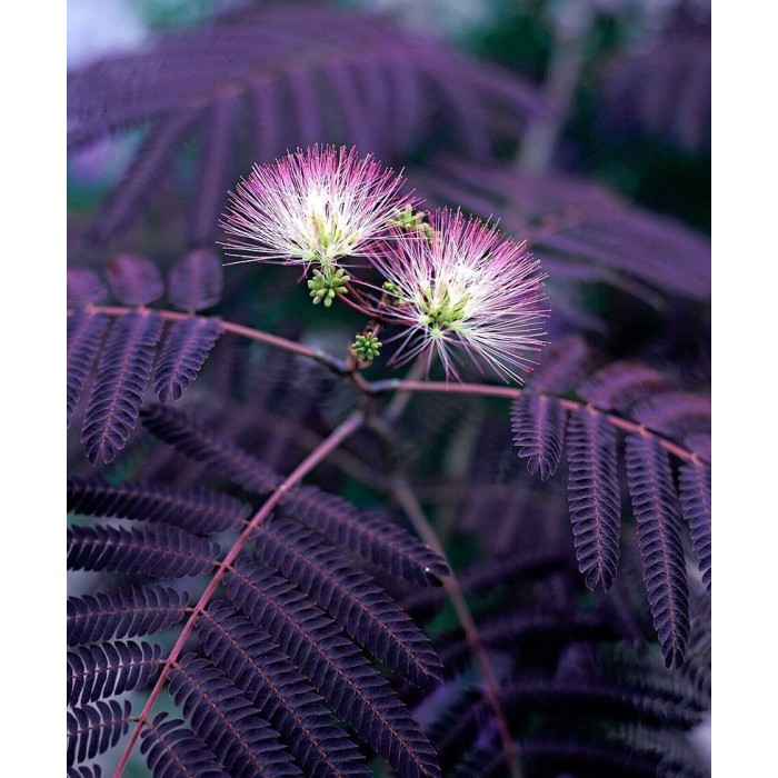 Albizia New Purplenull