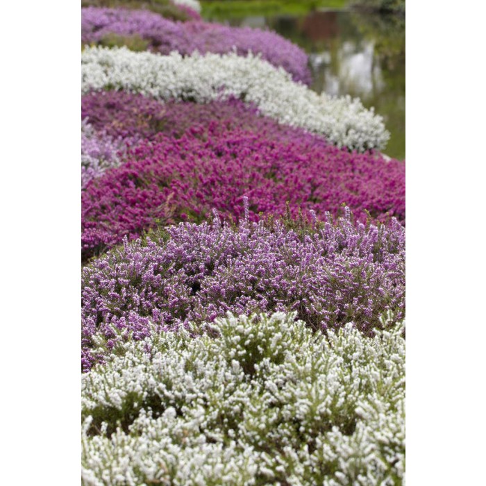 FIVE Evergreen Erica Heather Plants - Winter Hardy in Bud & Bloom