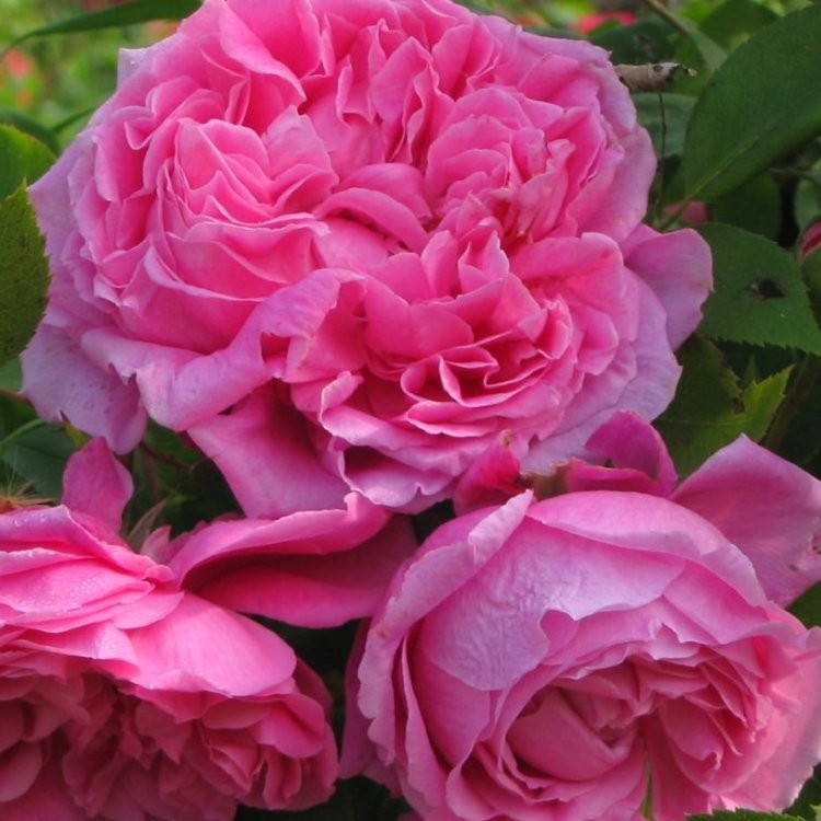Rose Madame Isaac Pereire