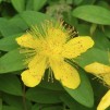 Hypericum Miracle Red
