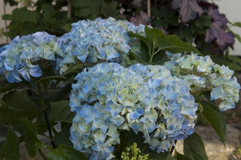 Hydrangea macrophylla Elbtal - Large Flowered Mophead Hydrangea - XXL ...