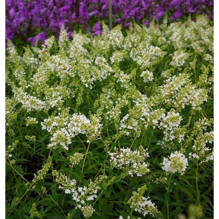 Buddleia Petite Snow White - Dwarf White Buddleja Butterfly Bush