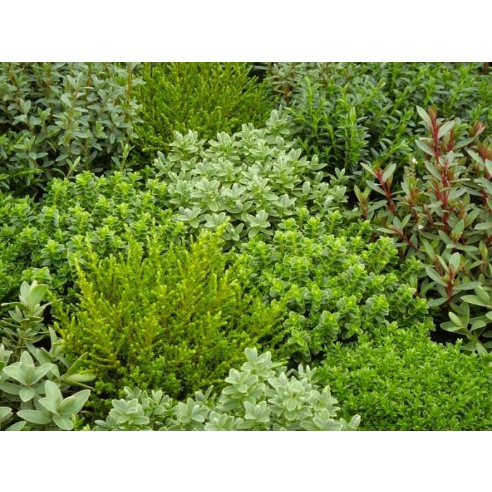 Hebe Magical Evergreen Assortment - Pack of FIVE