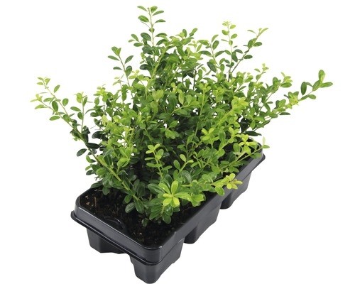 Hardy Box-leaved Hedging - Ilex crenata Green Hedge Plants - Pack of EIGHT