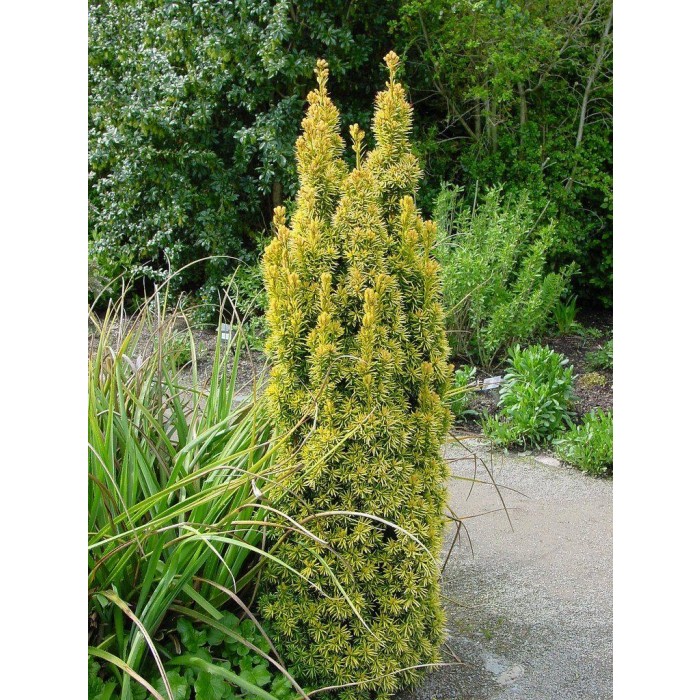 Taxus baccata 'Fastigiata Aurea' - Golden Yew