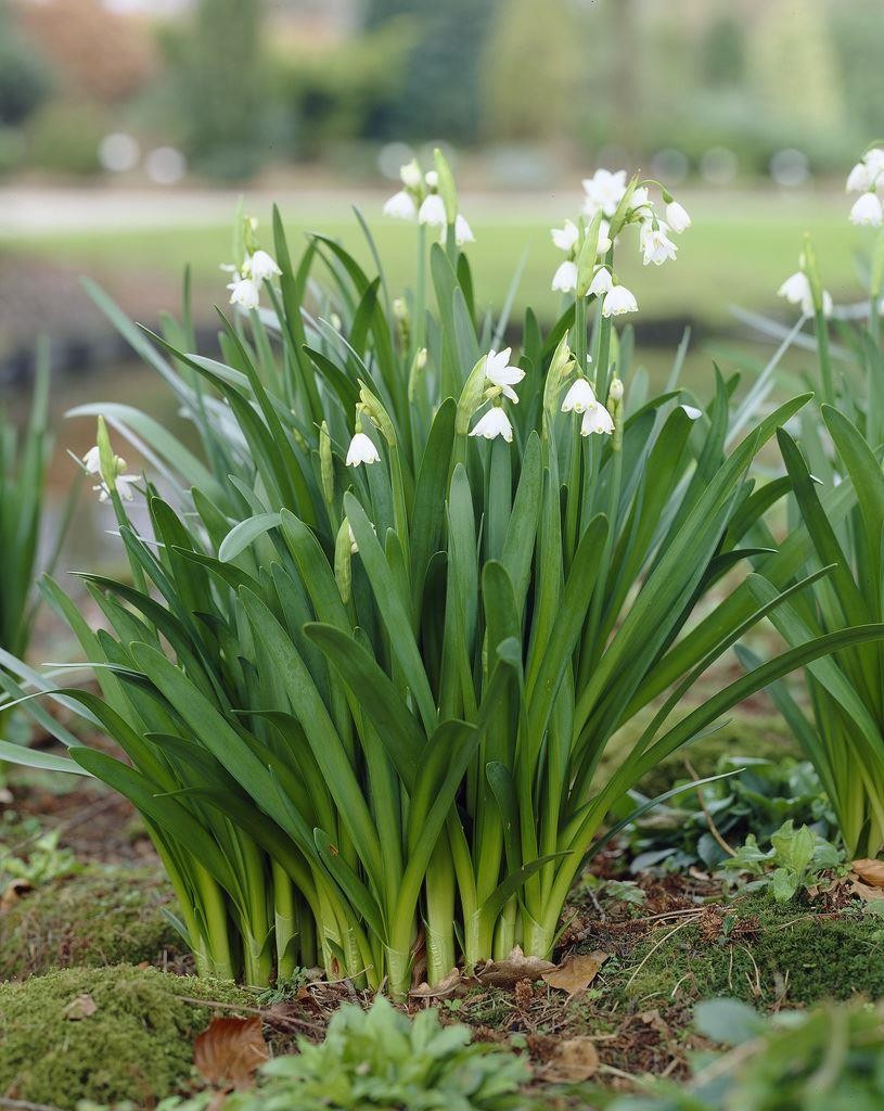 Leucojum Vernum - Snowbells or Summer Snowflakes - Pack of FIVE Bulbs