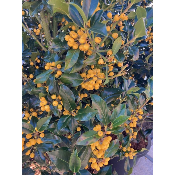 Rare Yellow Berry Holly Trees - Ilex aquifolium Bacciflava - Covered in ...