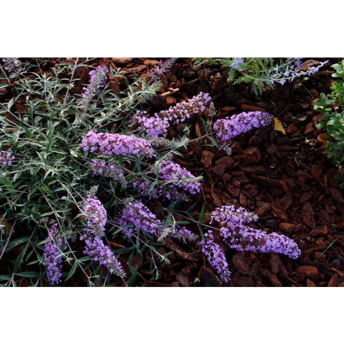 Buddleja Flutterby Flow - Lavender Flow Butterfly Bush Buddleja