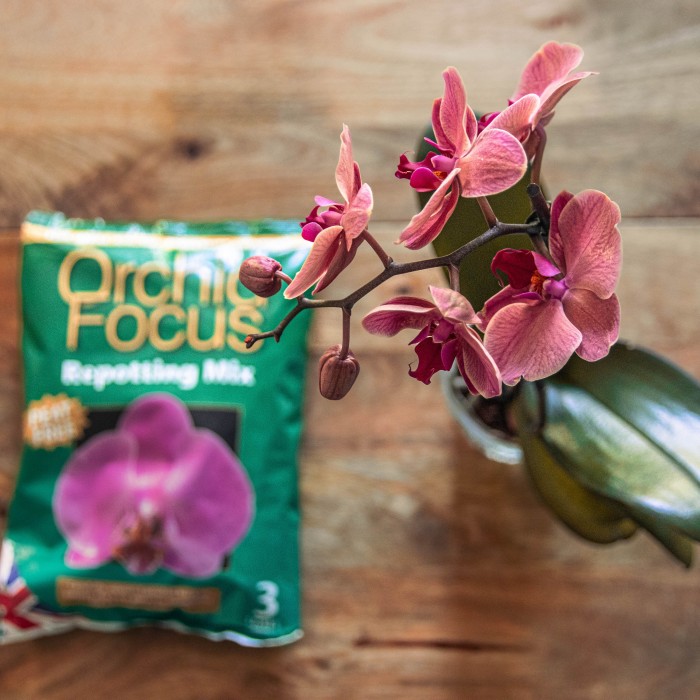 Orchid Repotting Compost - Peat Free