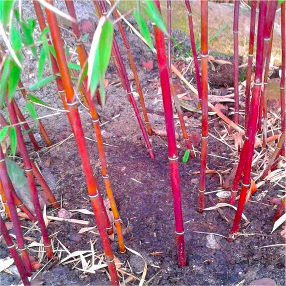 Fargesia 'Asian Wonder' - Red Dragon Clumping Umbrella Bamboo
