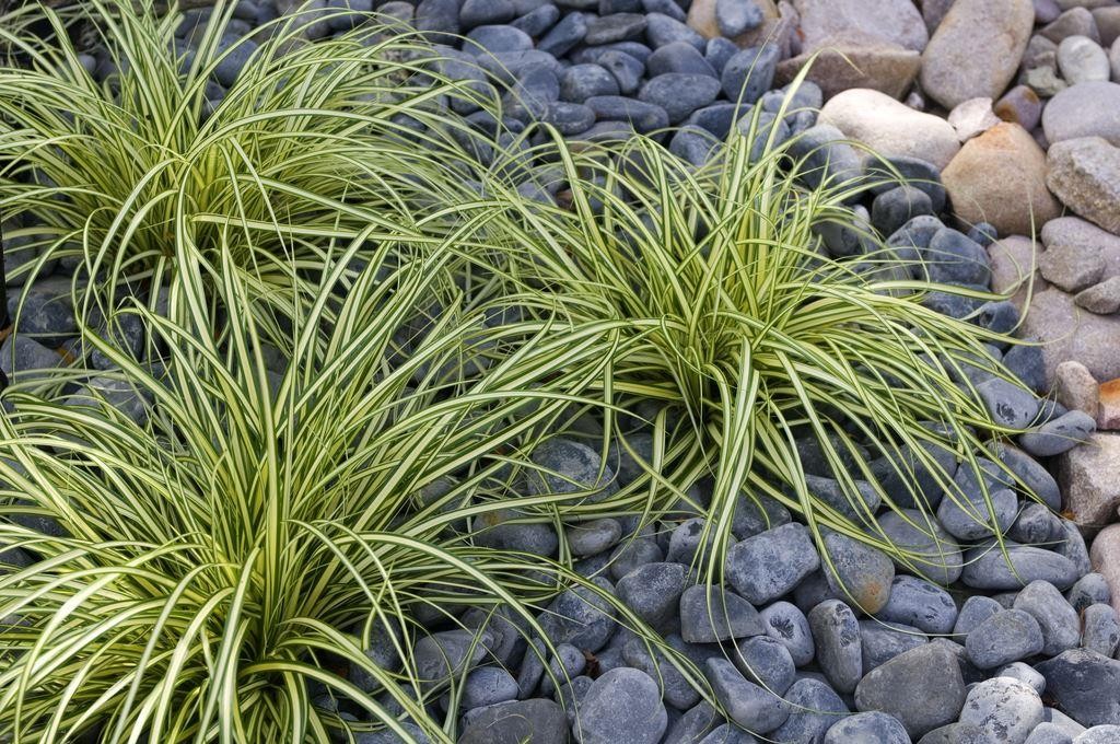 Carex oshimensis Evergold - Japanese Sedge