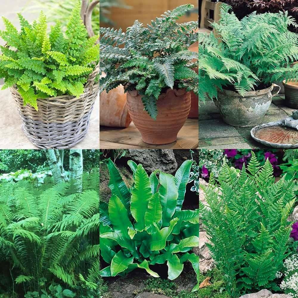 Fern Plant Collection - FIVE Fabulous Ferns in Contrasting Varieties