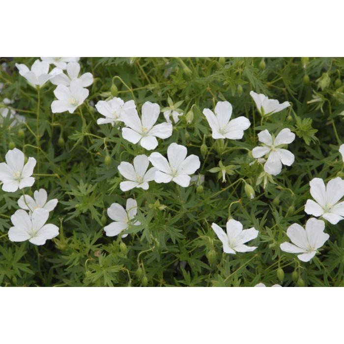 Geranium sanguineum Album