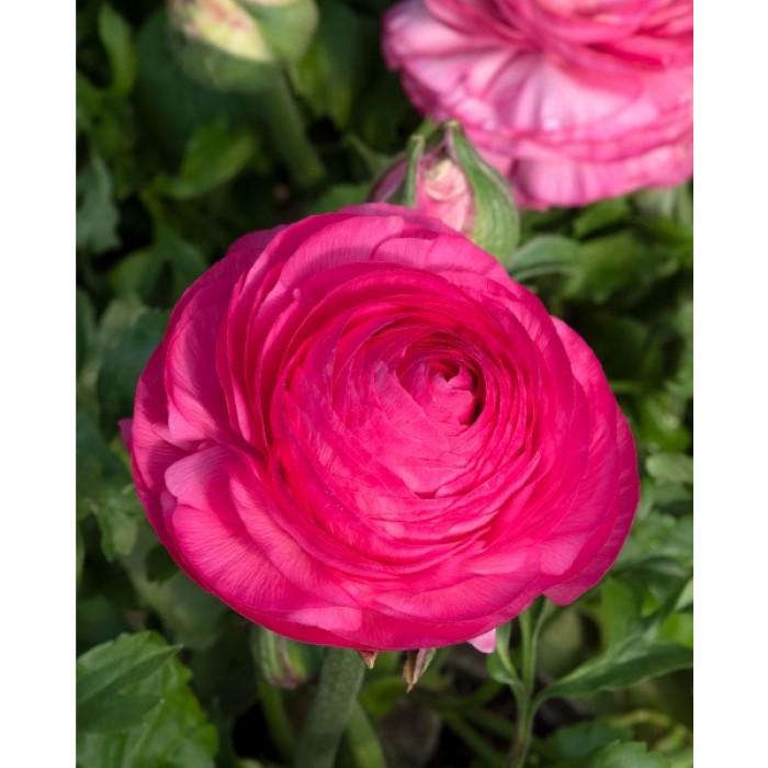Ranunculus Hot Pink in Bud & Bloom