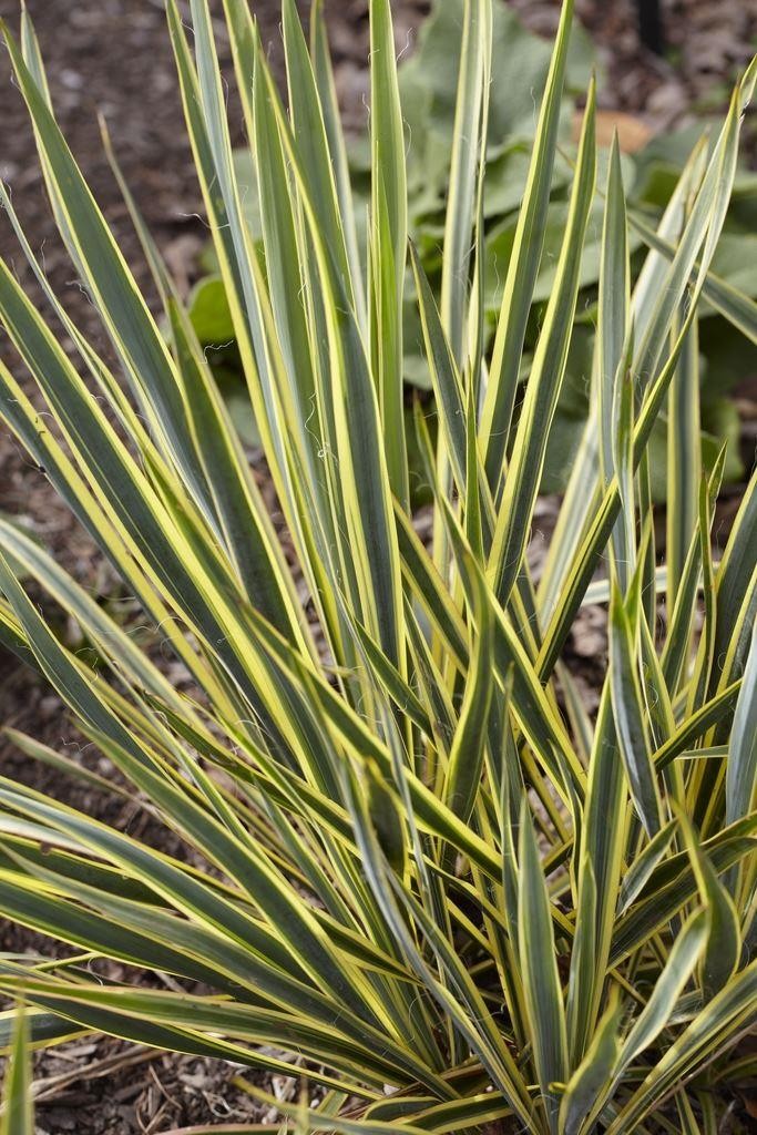 Yucca Bright Edge - Variegated Adams Needle - Large