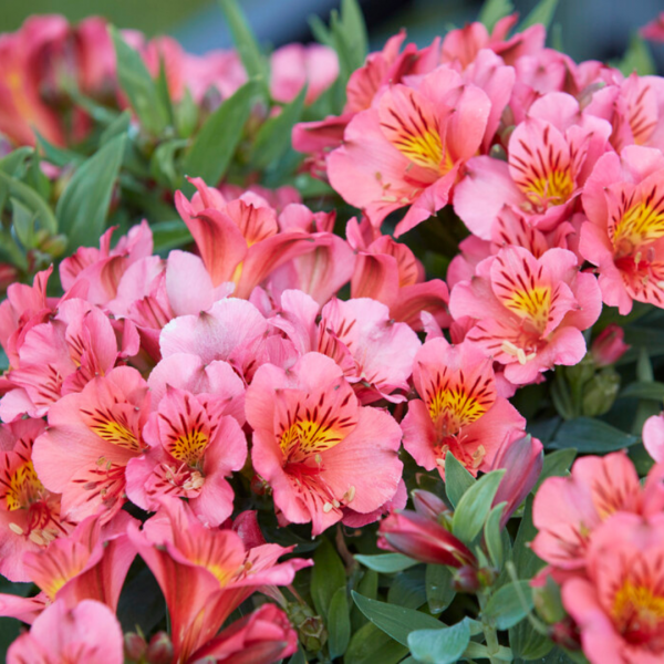 Alstroemeria 'Eliane Orange'