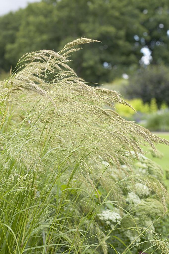 Stipa calamagrostis - Pheasant Grass