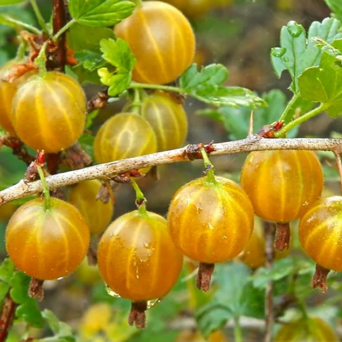 Gooseberry Plants - Ribes uva-crispa Hinnonmaki YELLOW