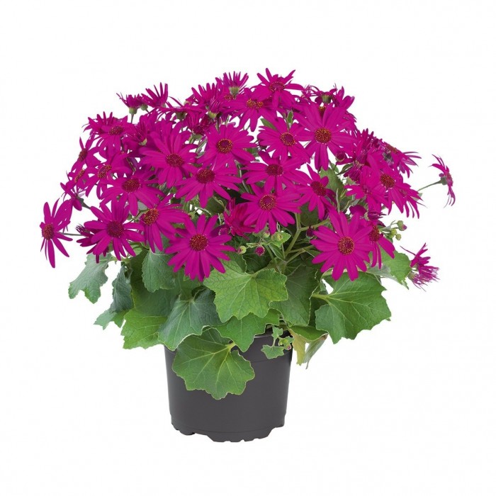 Magenta Senetti Plant in Bud & Bloom