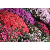 SPECIAL DEAL - Rainbow Azalea japonica Collection - Evergreen Japanese ...