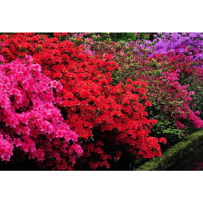 SPECIAL DEAL - Rainbow Azalea japonica Collection - Evergreen Japanese ...