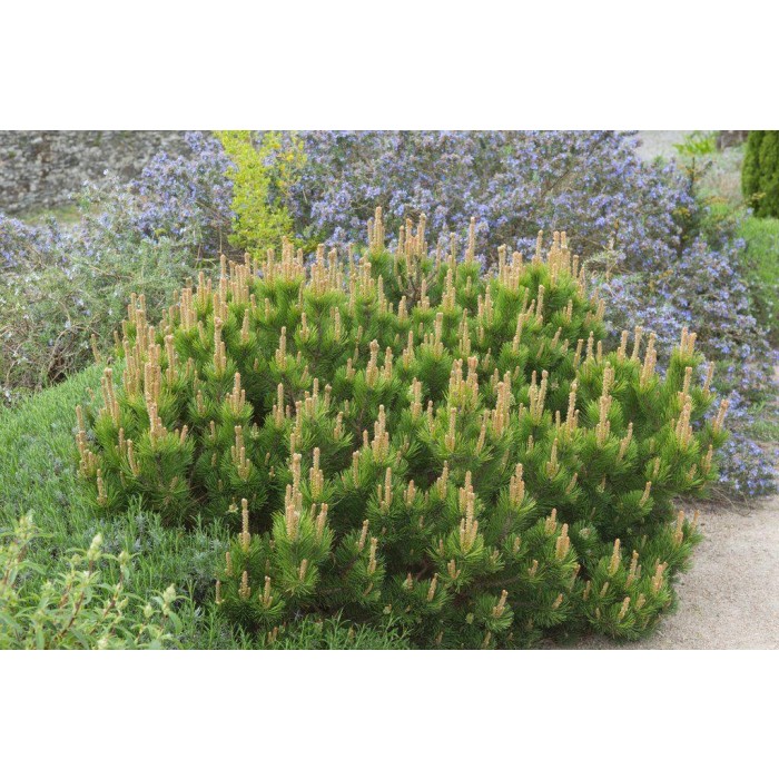 Pinus mugo Mughus - Dwarf Mountain Mugho Pine LARGE