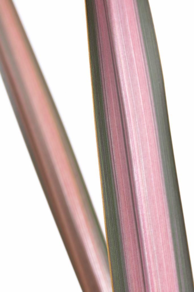 Phormium Rainbow Sunrise (Maori Sunrise) - New Zealand Flax