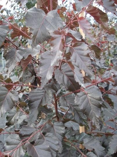 Betula pendula Purpurea - Purple Leaf Birch Tree
