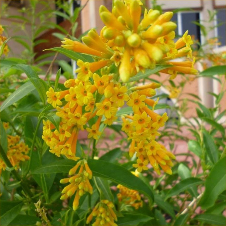Cestrum parqui 'Orange Peel' Tree - Shrubby Willow Leaved Jessamine