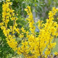 Forsythia shrubs | Buy Forsythia shrubs UK delivery