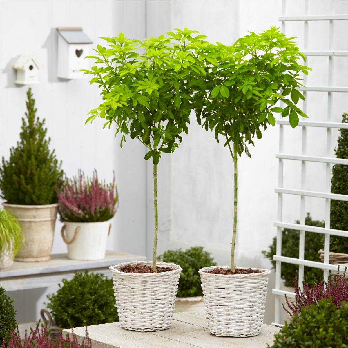 PAIR of Golden Mexican Orange Blossom Choisya Trees in White Baskets ...