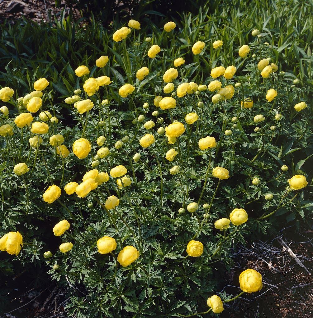 Trollius x Cultorum 'Lemon Queen'
