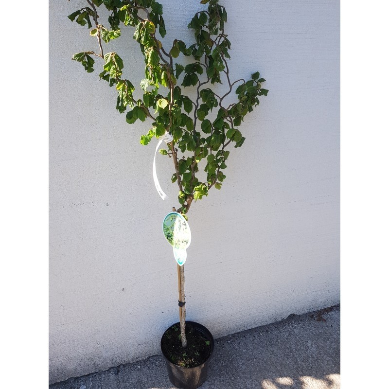 Corylus avellana Contorta - Large Corkscrew Hazel - Standard Tree