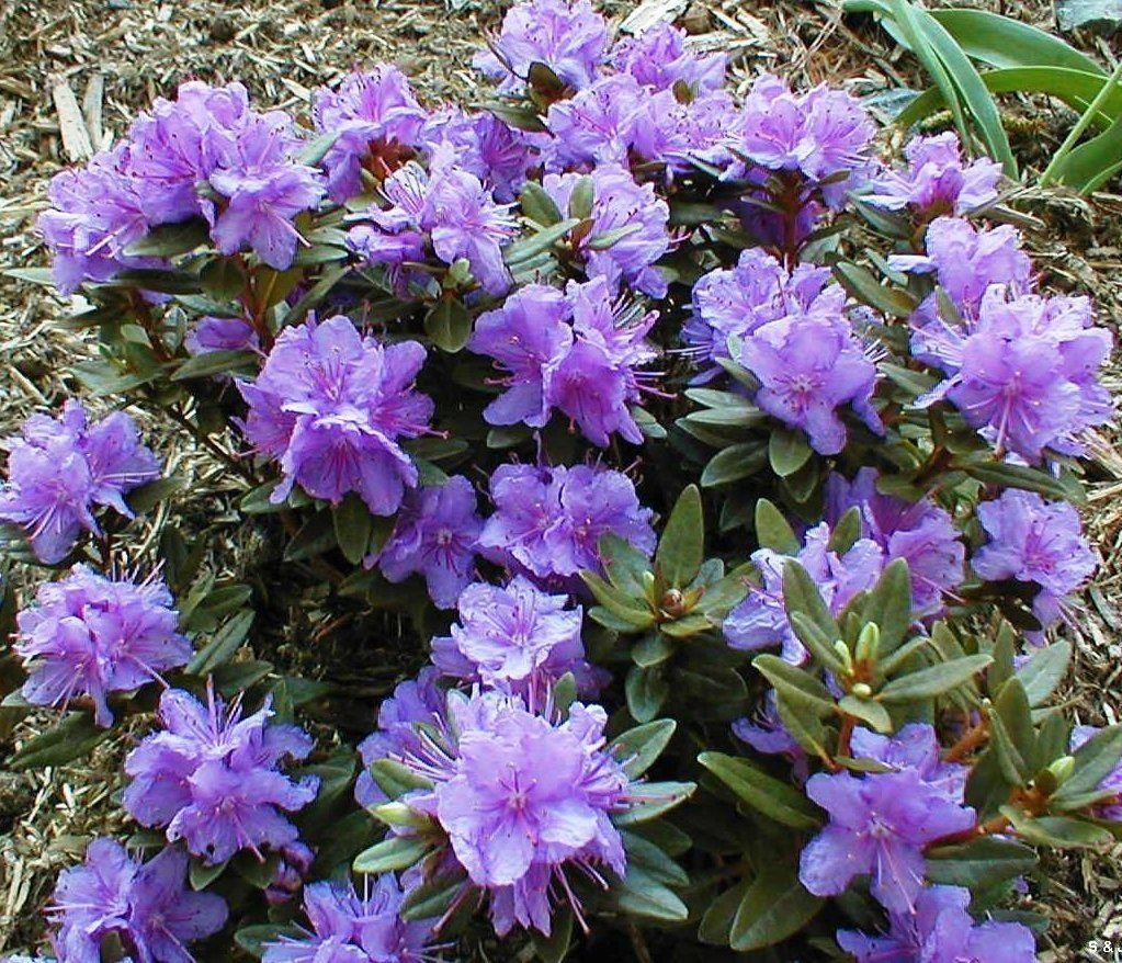 Rhododendron impeditum Dwarf Blue Silver