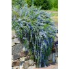 Trailing Rosemary - Rosmarinus officinalis Prostratus 'Capri' - Pack of ...