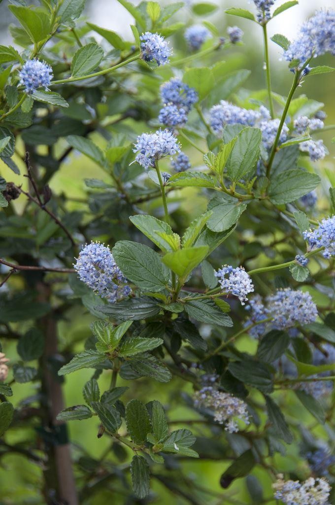 Ceanothus Victoria - Evergreen Californian Lilac