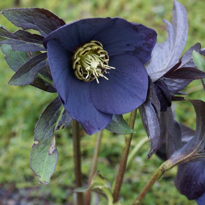 Helleborus x hybridus 'Lucy Black' - Oriental Hellebore