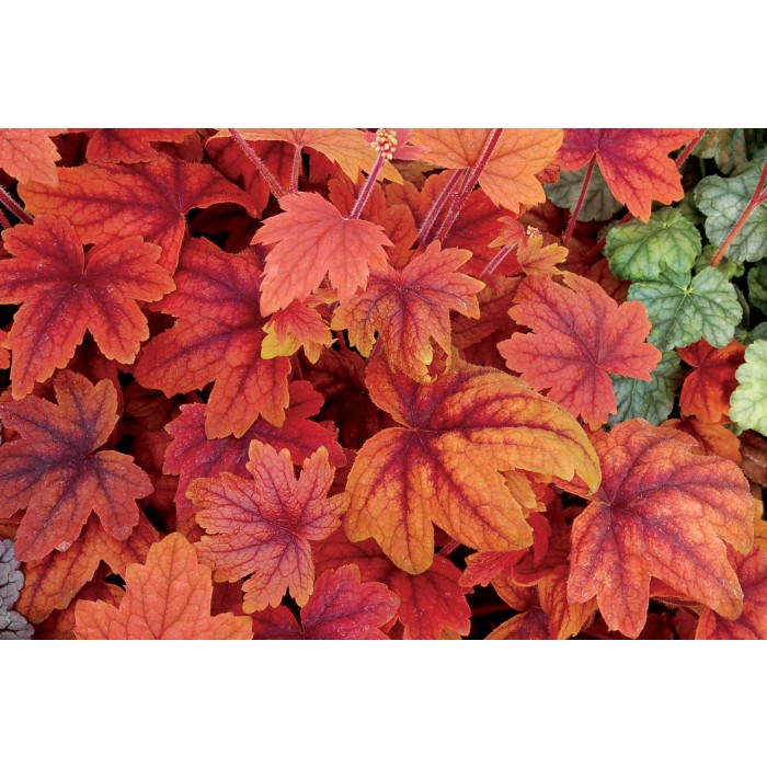 Heucherella Sweet Tea