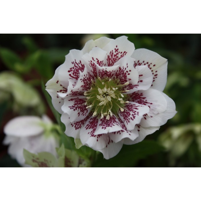 Connoisseur Helleborus Plants Collection - Pack of FOUR assorted Double ...