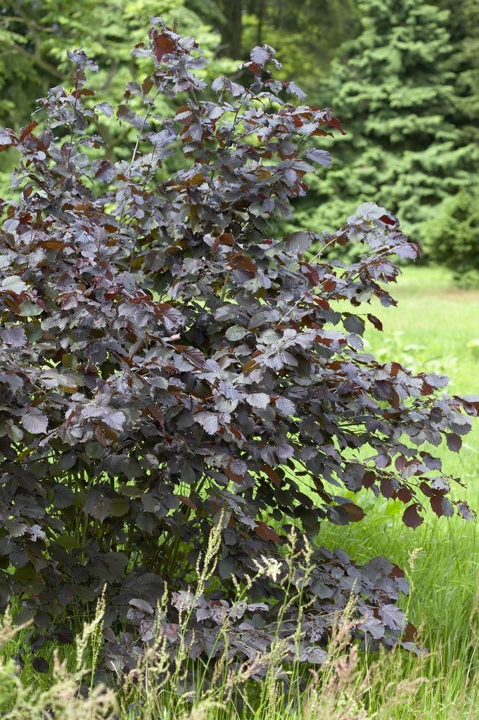 Corylus maxima purpurea - Purple Hazel
