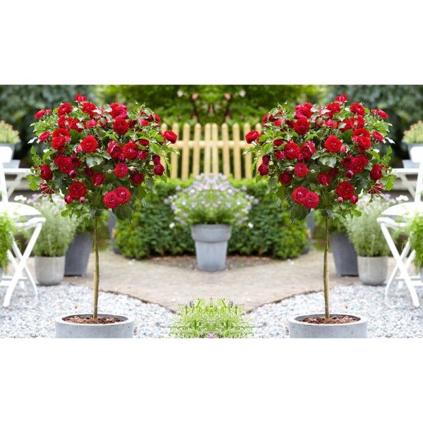 Rose Trees - Patio Standard Rose Trees - Gardening Express