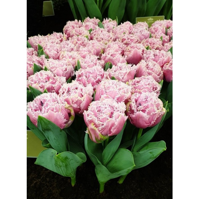 Tulips Cairns - Double Fringed Tulip - Pack of 6 Bulbs