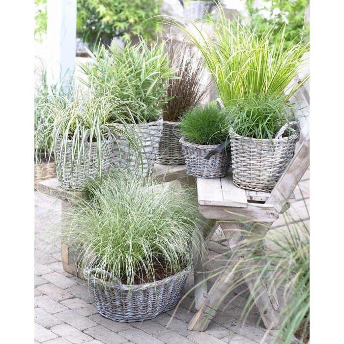 Gorgeous Grasses Collection - FIVE Different Ornamental Grasses