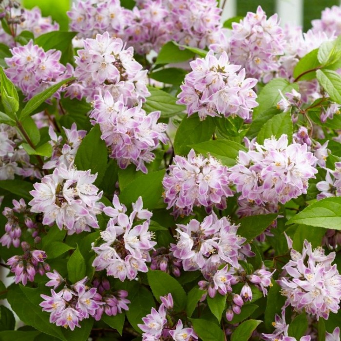 Deutzia 'Raspberry Sundae'