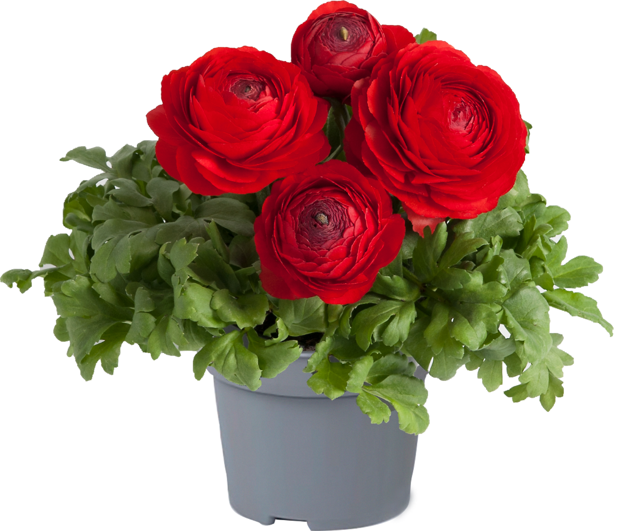 Ranunculus Red in Bud & Bloom